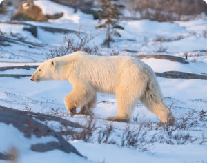 Caribou: Species Features, Facts, Info & More | WWF.CA