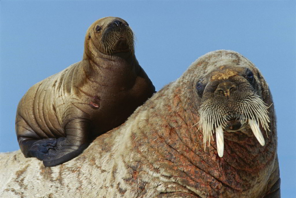 Ten wildest facts about walrus - WWF.CA