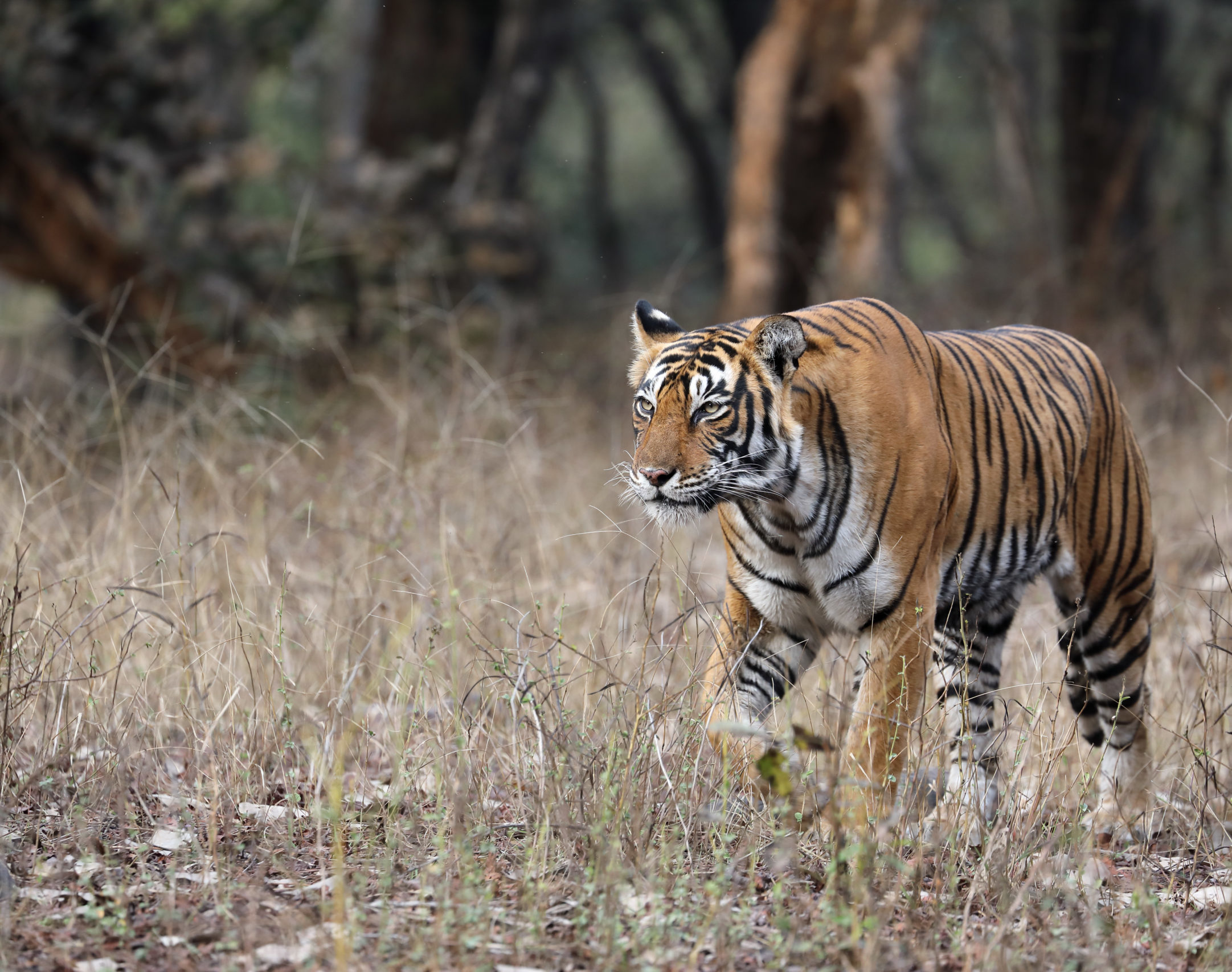 Tigers Endangered Species Facts Info More WWF CA Tigers Endangered Species Facts Info More WWF CA