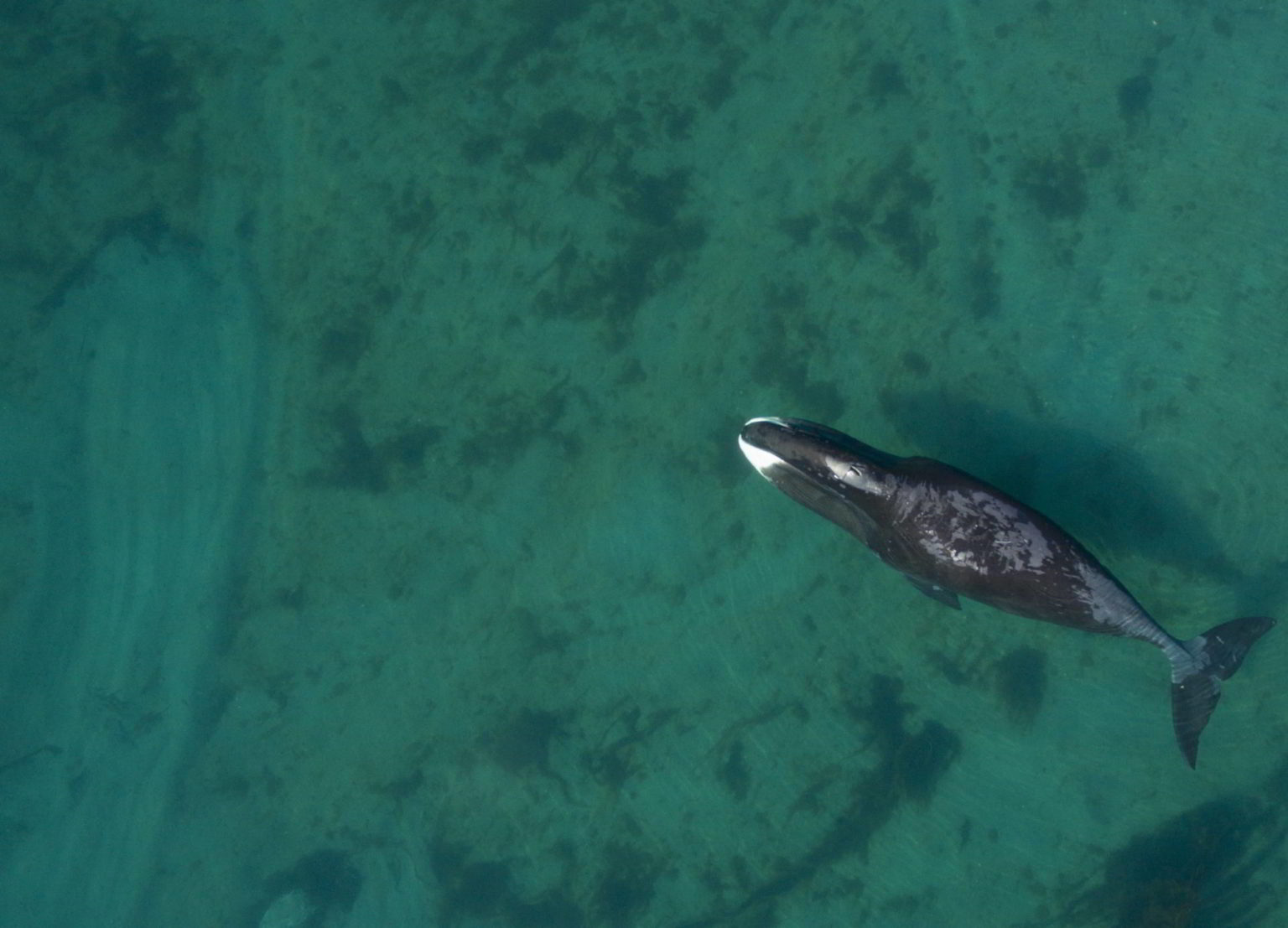 Caribou: Species Features, Facts, Info & More | WWF.CA