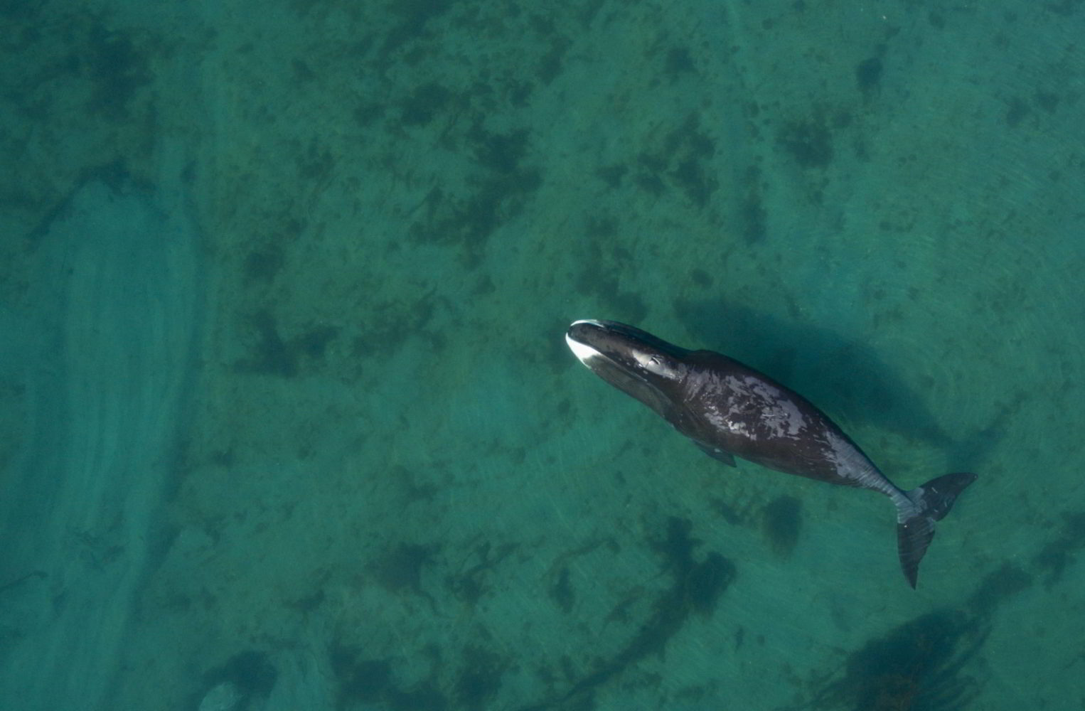 Narval : faits, enjeux, actions | WWF.CA