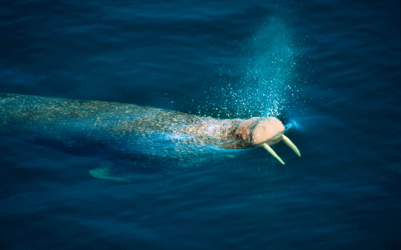 Canada released its draft Ocean Noise Strategy. Now what? - WWF.CA