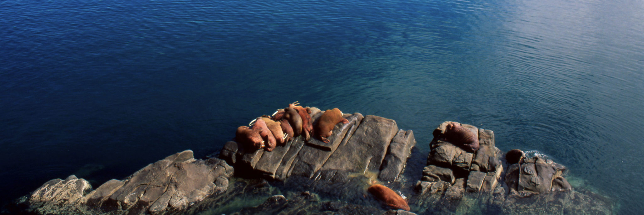 Ten wildest facts about walrus - WWF.CA