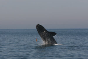 The Narwhal: Species Facts, Info & More | WWF.CA