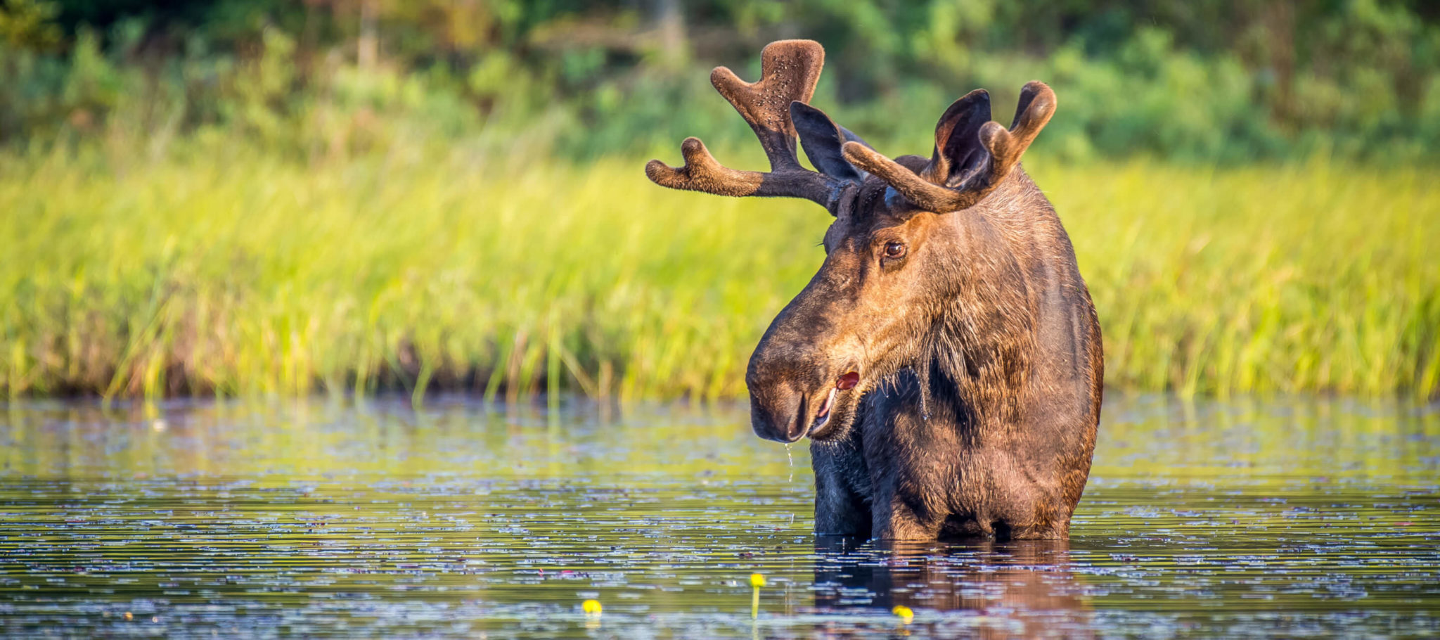 Canada’s 10 most iconic animals - WWF.CA
