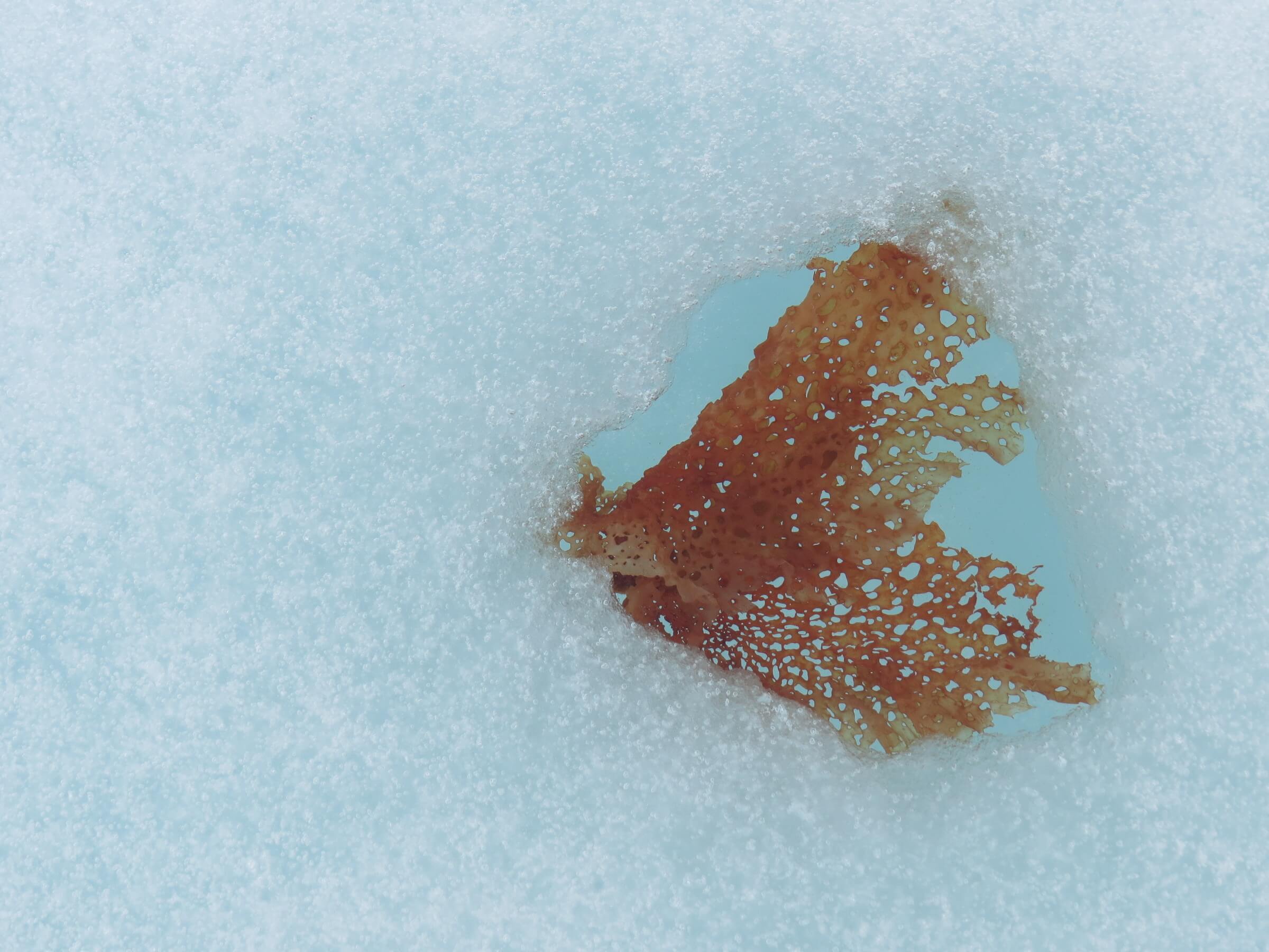 Protecting The Last Ice Area | WWF.CA