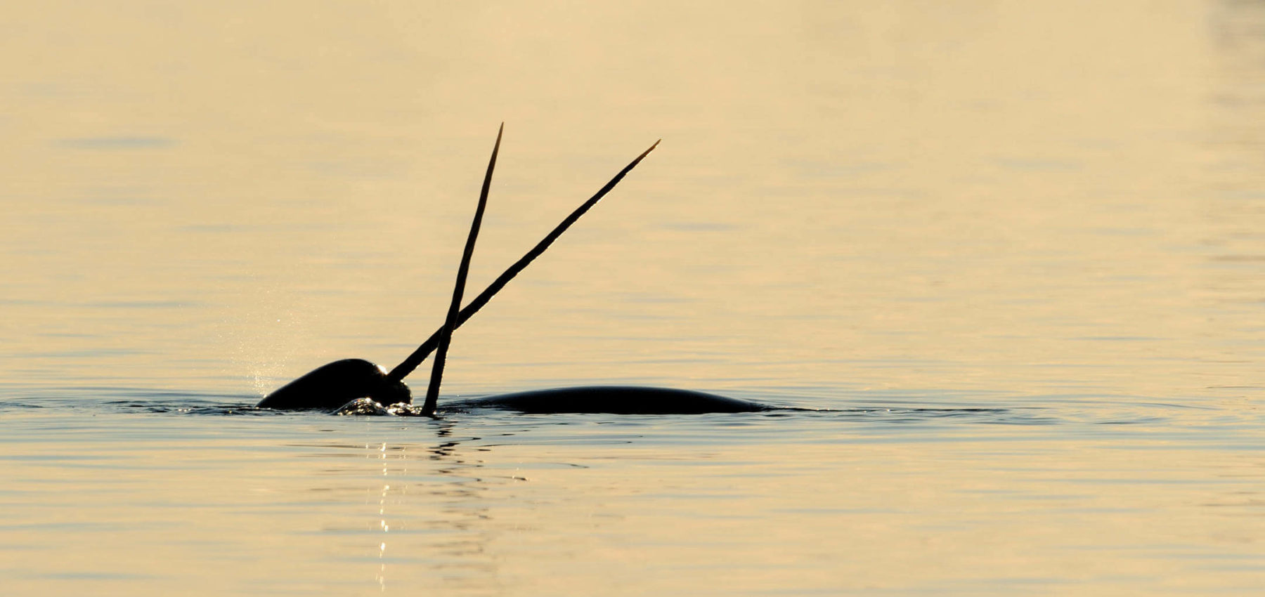 The Narwhal: Species Facts, Info & More | WWF.CA