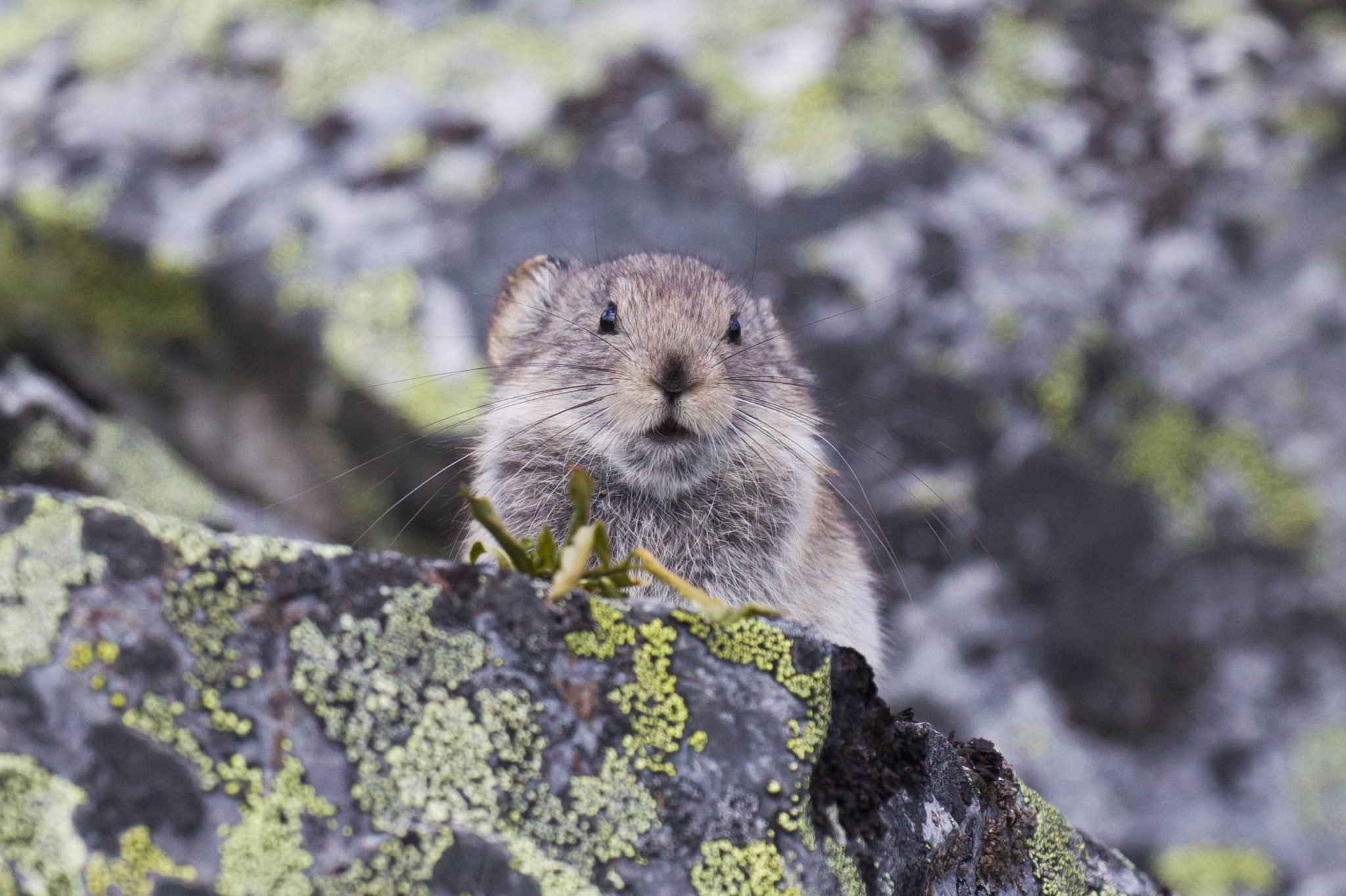 World Wildlife Fund Canada | WWF.CA