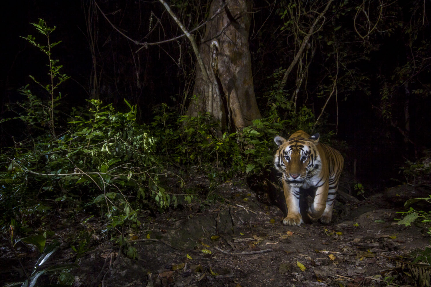 Can we return tigers to the grassland, forest and mangrove habitats ...