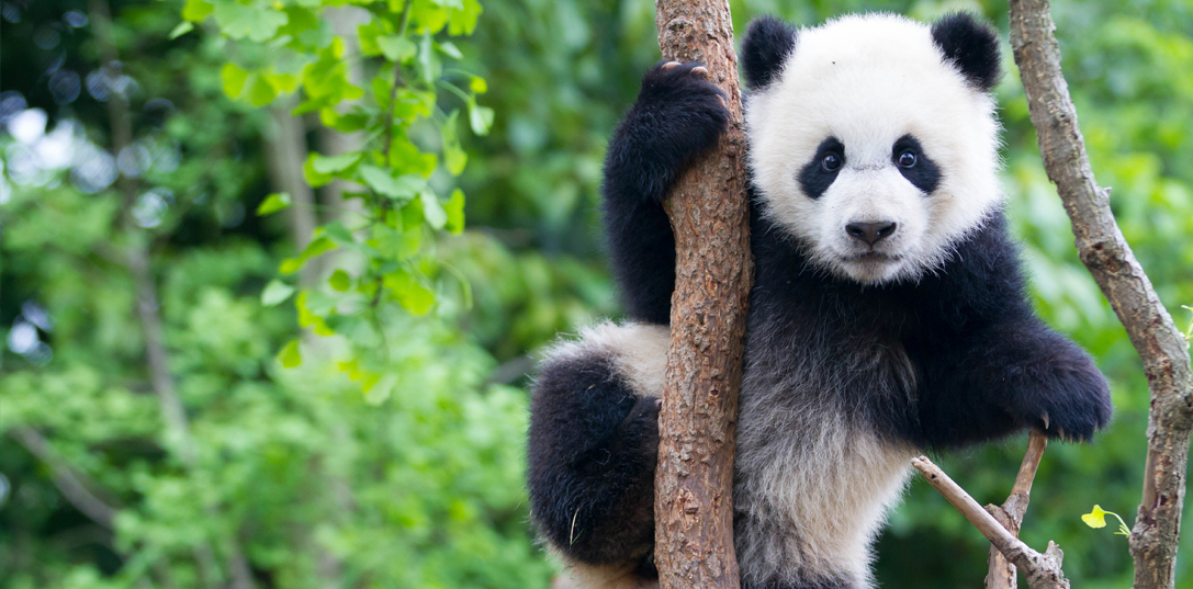 World Wildlife Fund Canada | Our Story | WWF.CA