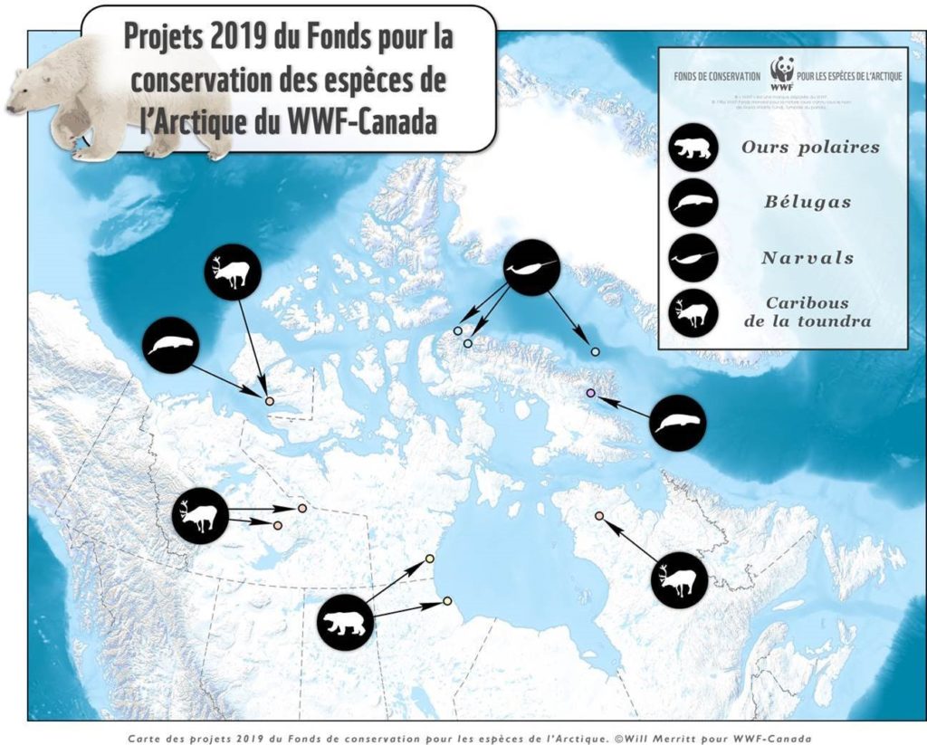 Fonds de conservation pour les espèces de l'Arctique | WWF.CA