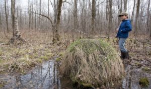 11 native Canadian species that signal springtime - WWF.CA
