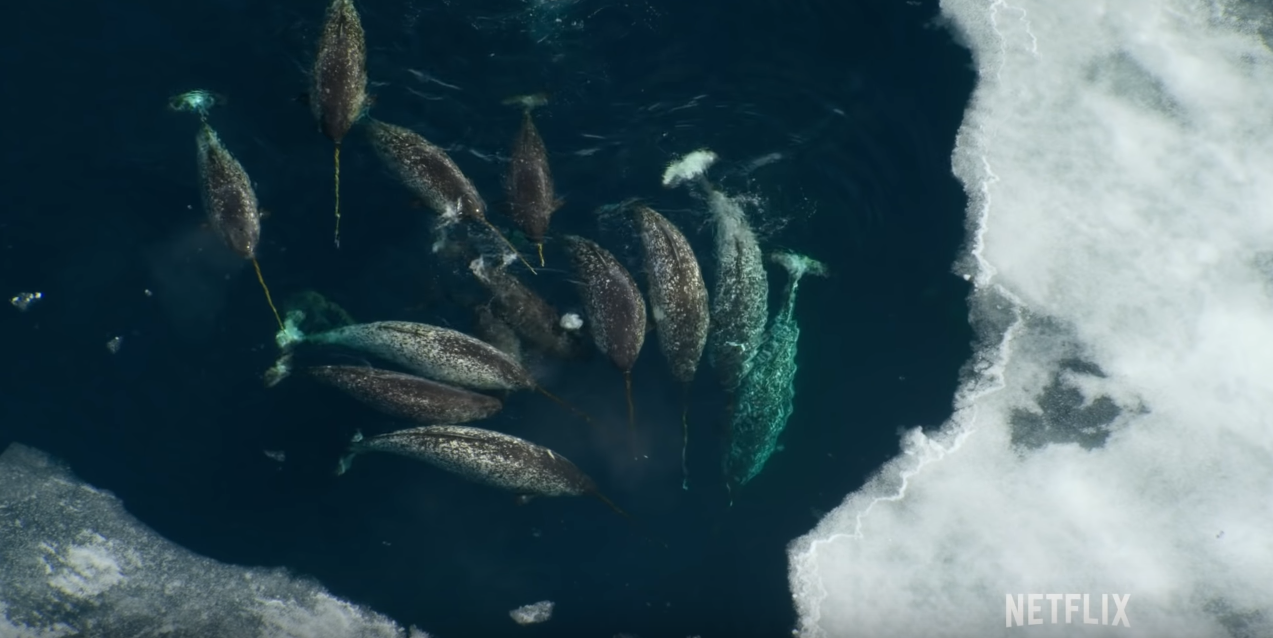 Our Planet docuseries nominated for 10 Emmy Awards - WWF.CA