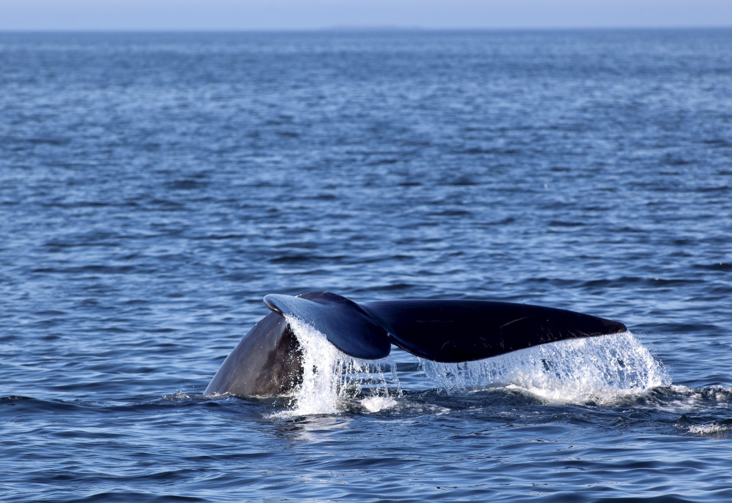 North Atlantic Right Whale Statement - WWF.CA