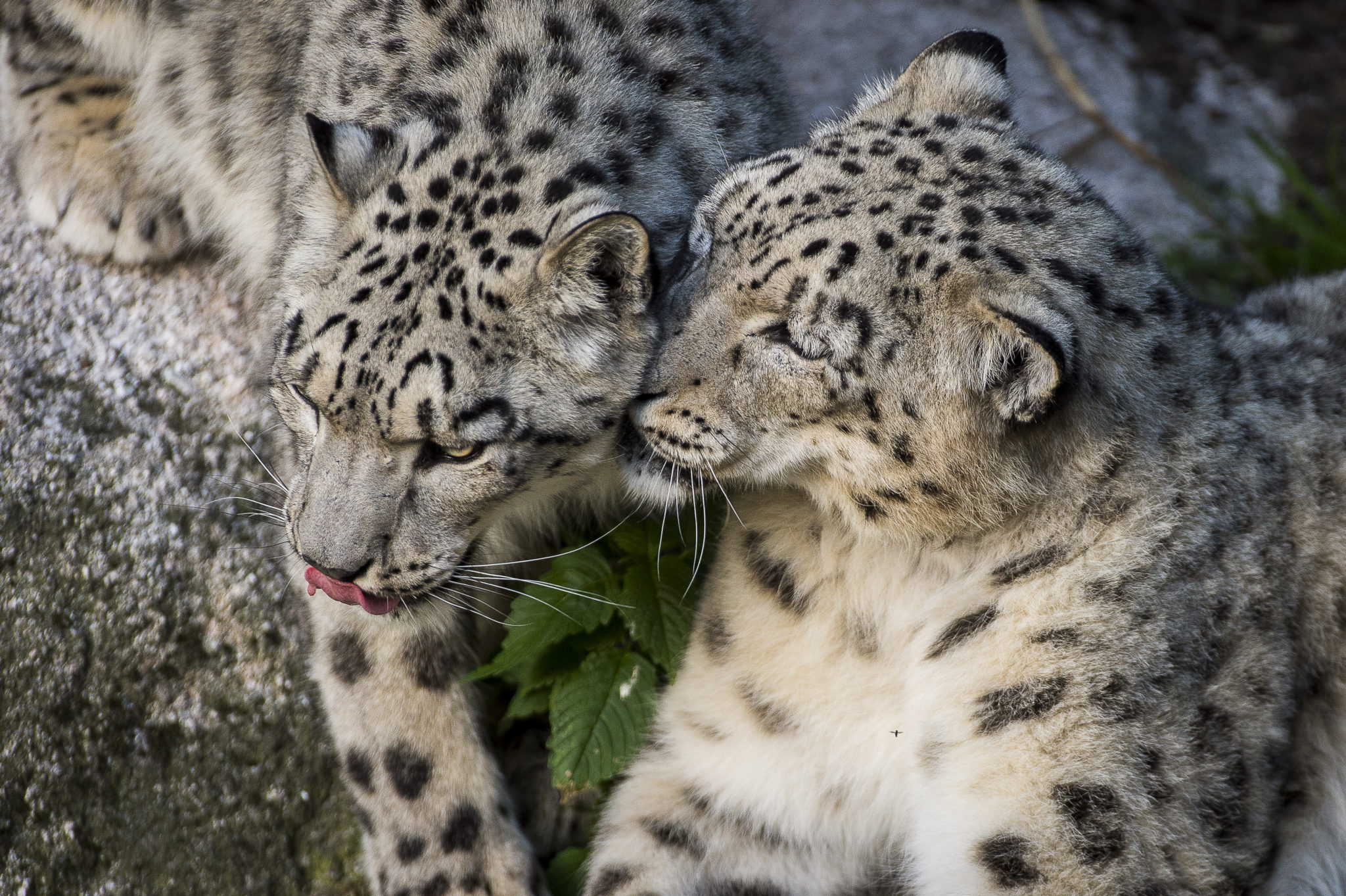 Wildlife Wednesday: Snow Leopard - WWF.CA