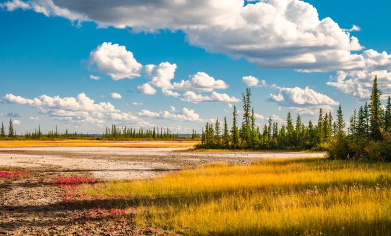 Megan Leslie: President & Chief Executive Officer | WWF.CA
