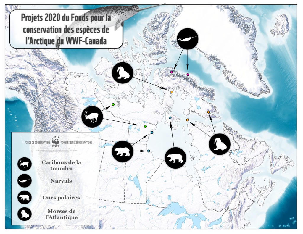 Fonds de conservation pour les espèces de l'Arctique | WWF.CA