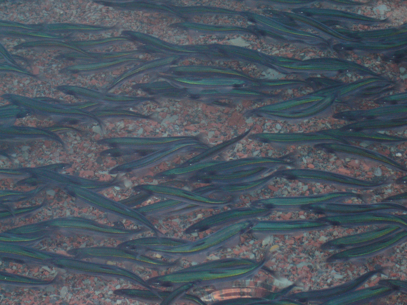 WWF-Canada calls for halt of capelin fishery to protect species - WWF.CA