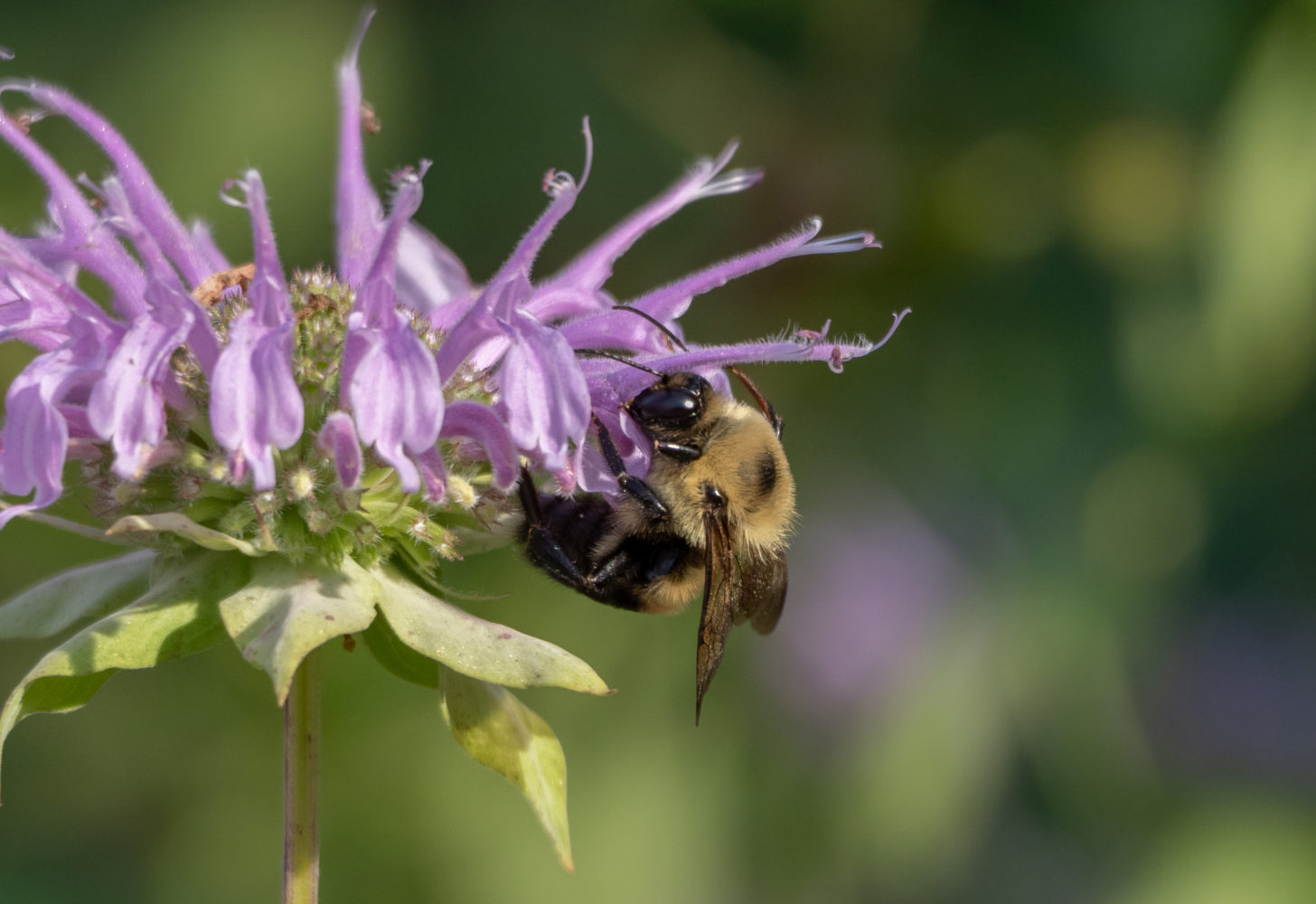 Six easy steps to planting a wildlife-friendly garden - WWF.CA