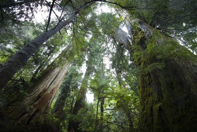 Getting to the root of primary forests - WWF.CA