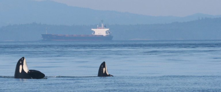 What are MPAs and OECMs? A deep dive into the different forms of marine protection - WWF.CA