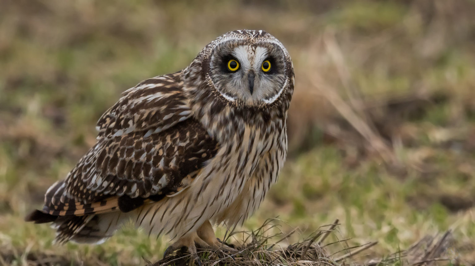 Reversing habitat loss for short-eared owls - WWF.CA