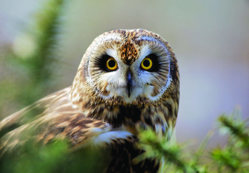 Megan Leslie: President & Chief Executive Officer | WWF.CA