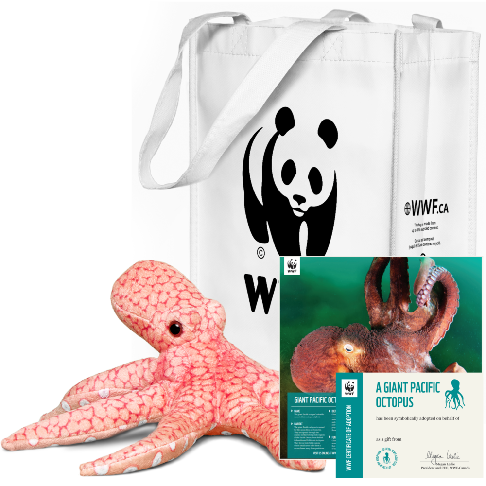 Eight little facts about the giant Pacific octopus - WWF.CA