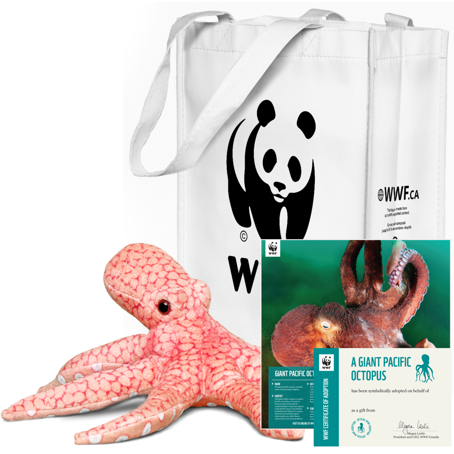 Eight little facts about the giant Pacific octopus - WWF.CA