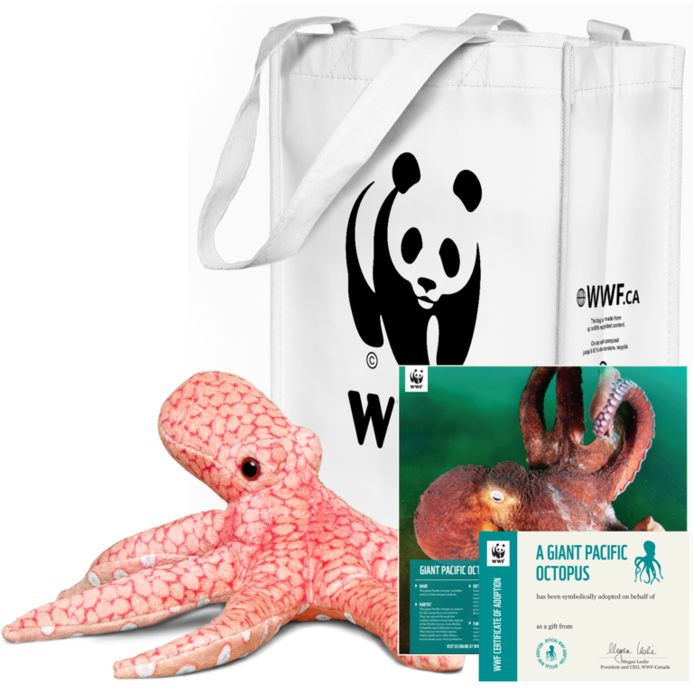 Eight little facts about the giant Pacific octopus - WWF.CA