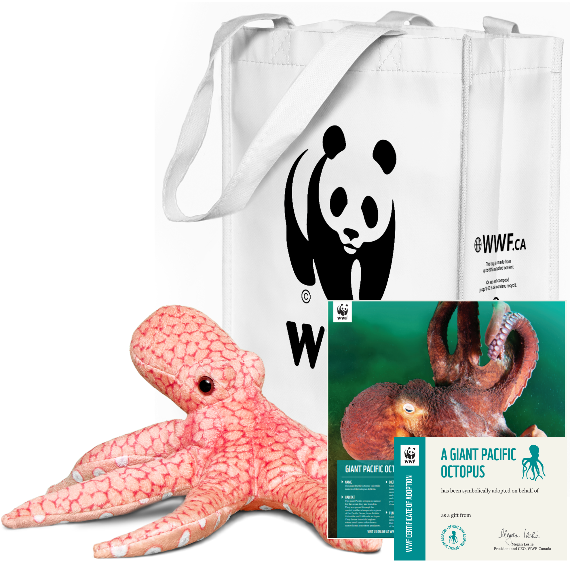 Eight little facts about the giant Pacific octopus - WWF.CA