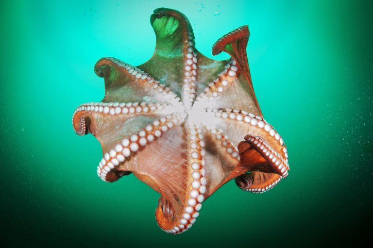 Eight little facts about the giant Pacific octopus - WWF.CA