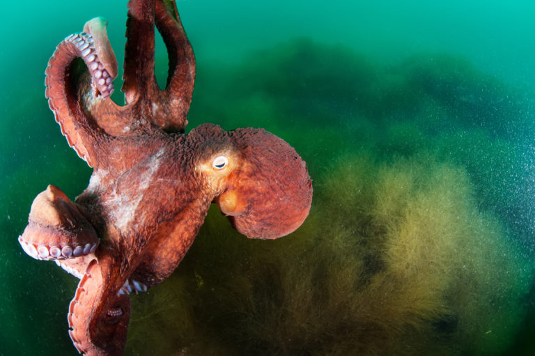 Eight little facts about the giant Pacific octopus - WWF.CA