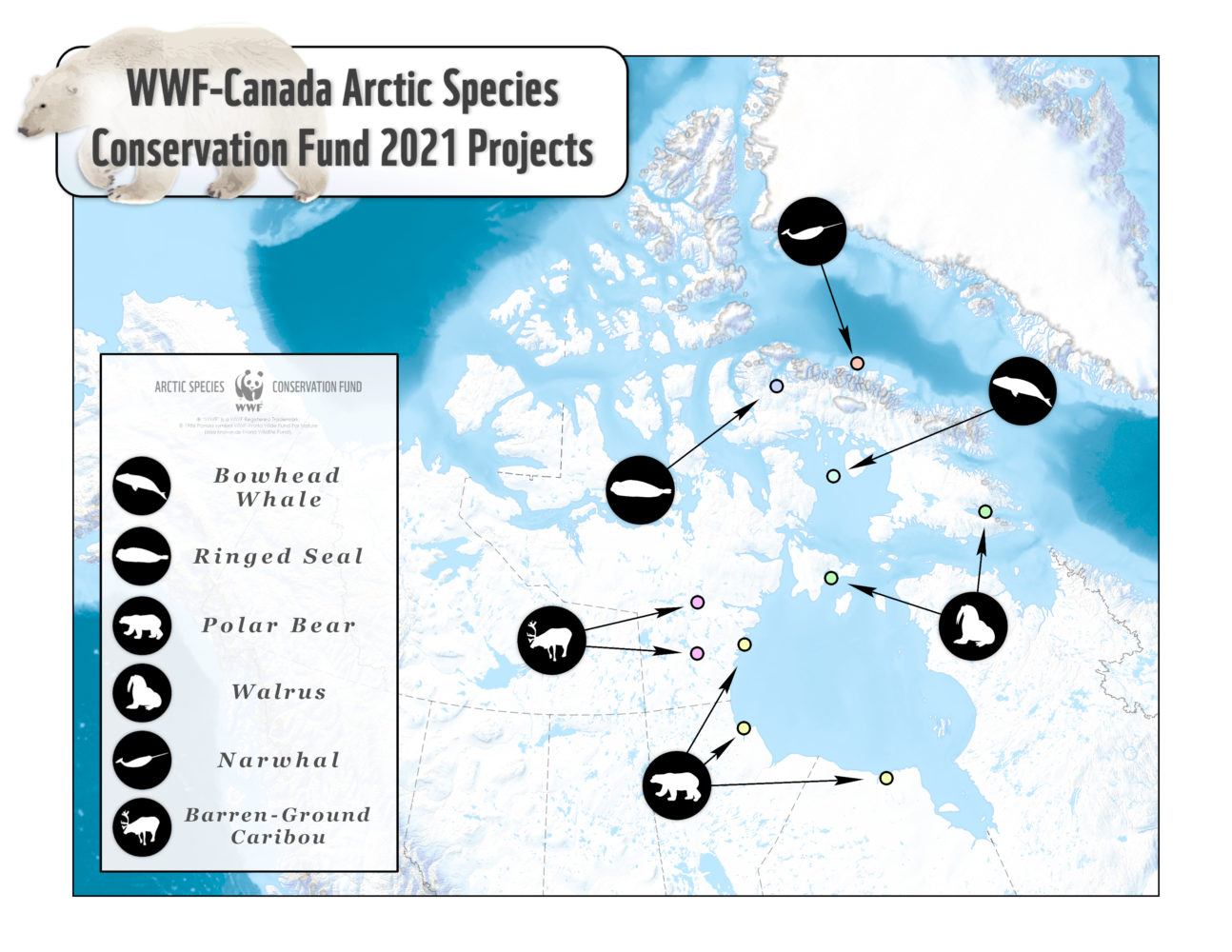 Our Arctic Species Conservation Fund returns for sixth field season ...