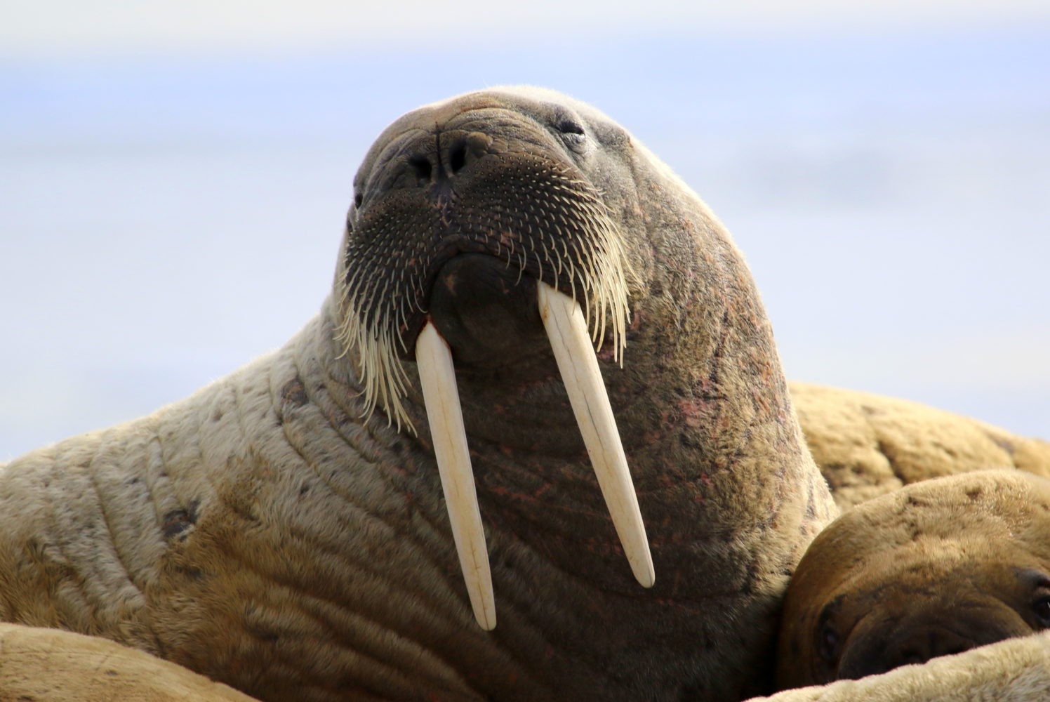 Ten wildest facts about walrus - WWF.CA