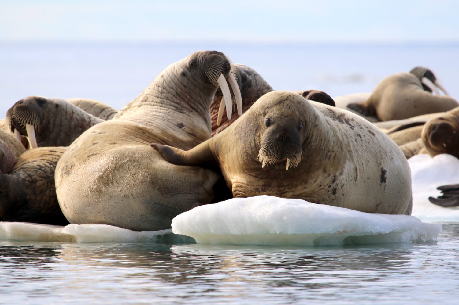 Help launch walrus research to the next level — Space! - WWF.CA