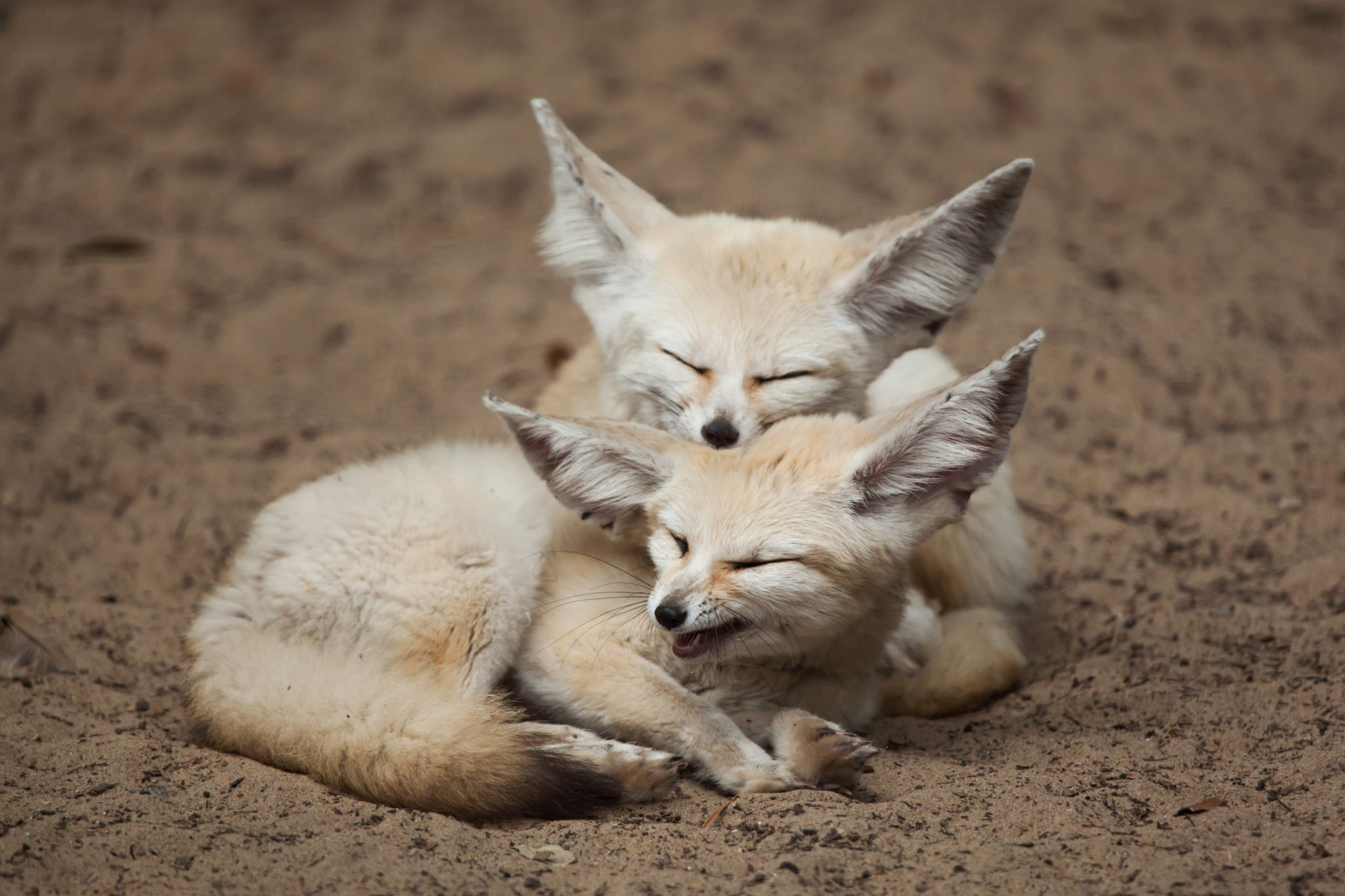 WWF Gift Guide: Adopt fennec fox - WWF.CA