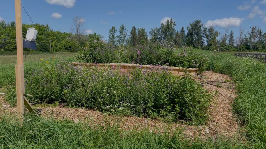 How seed orchards fill a growing need for native plants - WWF.CA