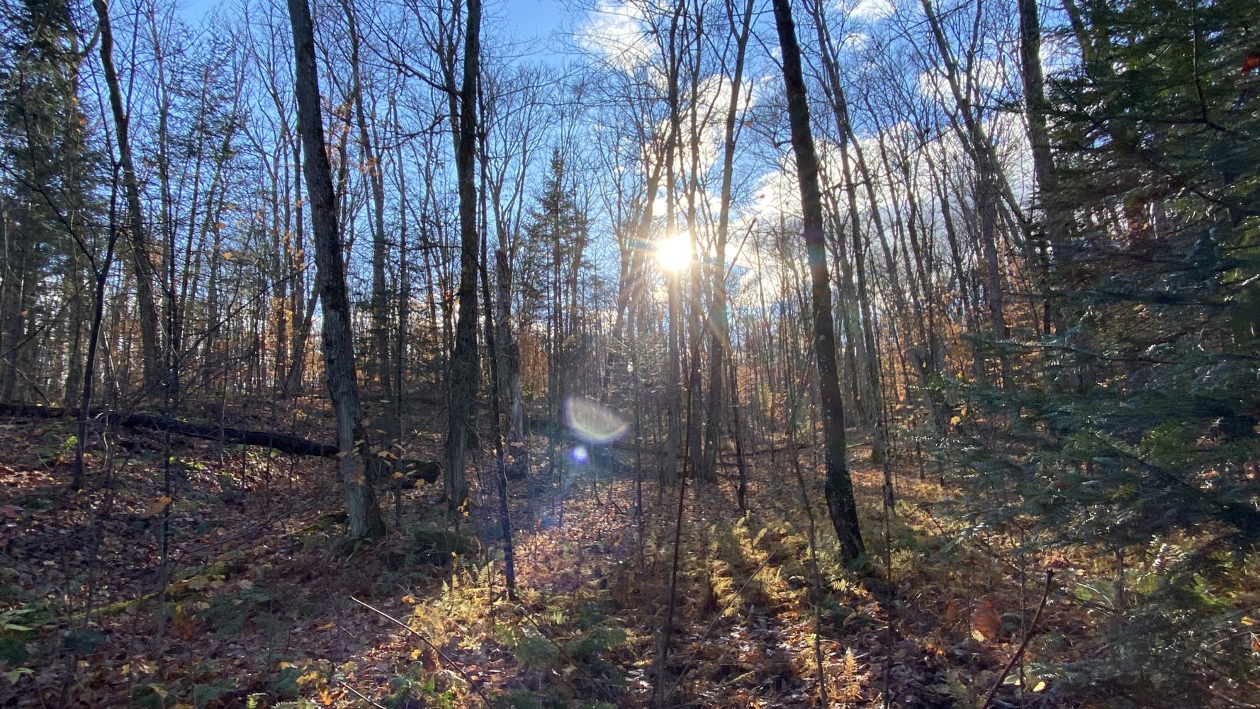 Learn the five seasons of the Ojibwe calendar - WWF.CA