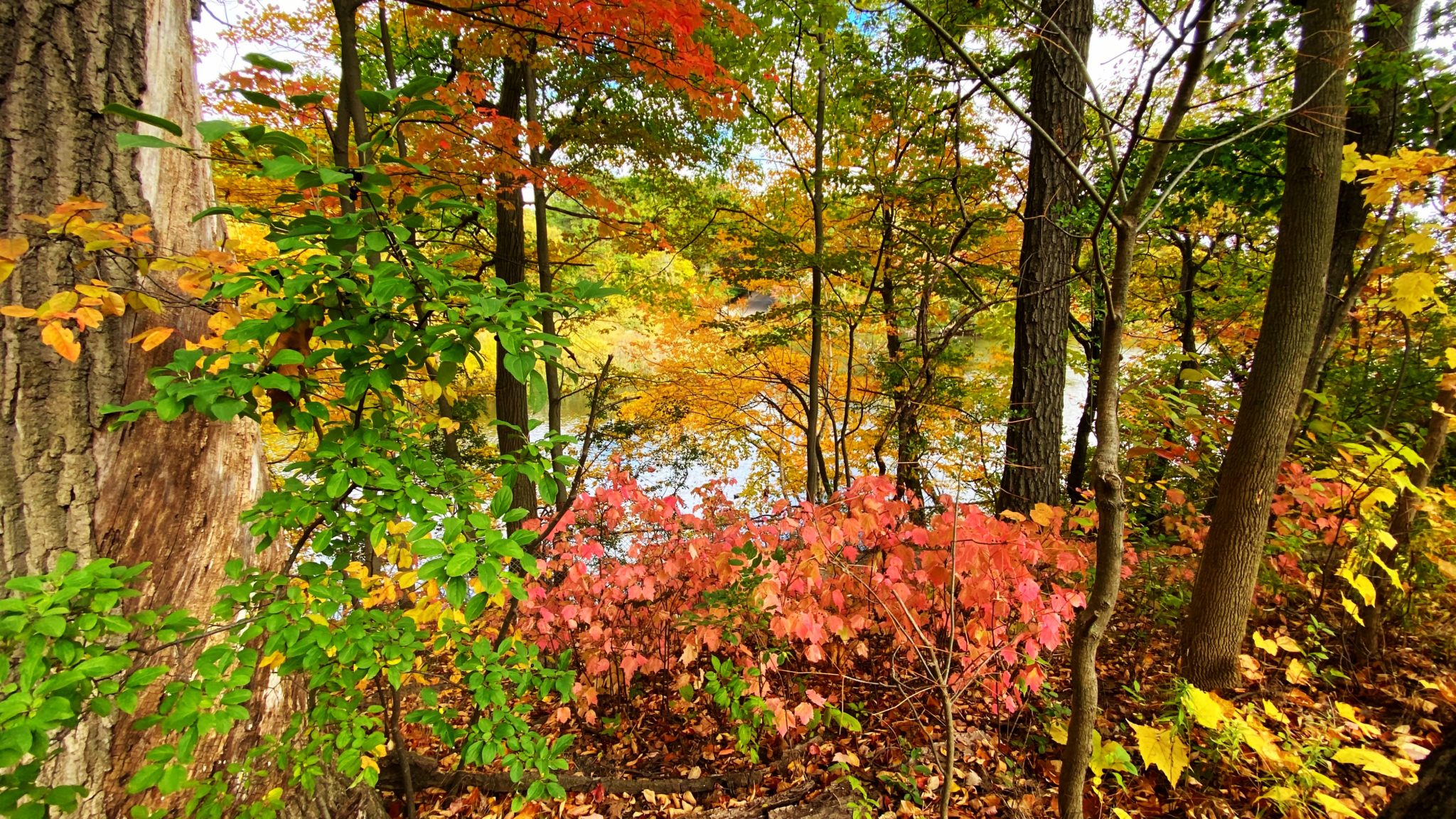 Learn the five seasons of the Ojibwe calendar - WWF.CA