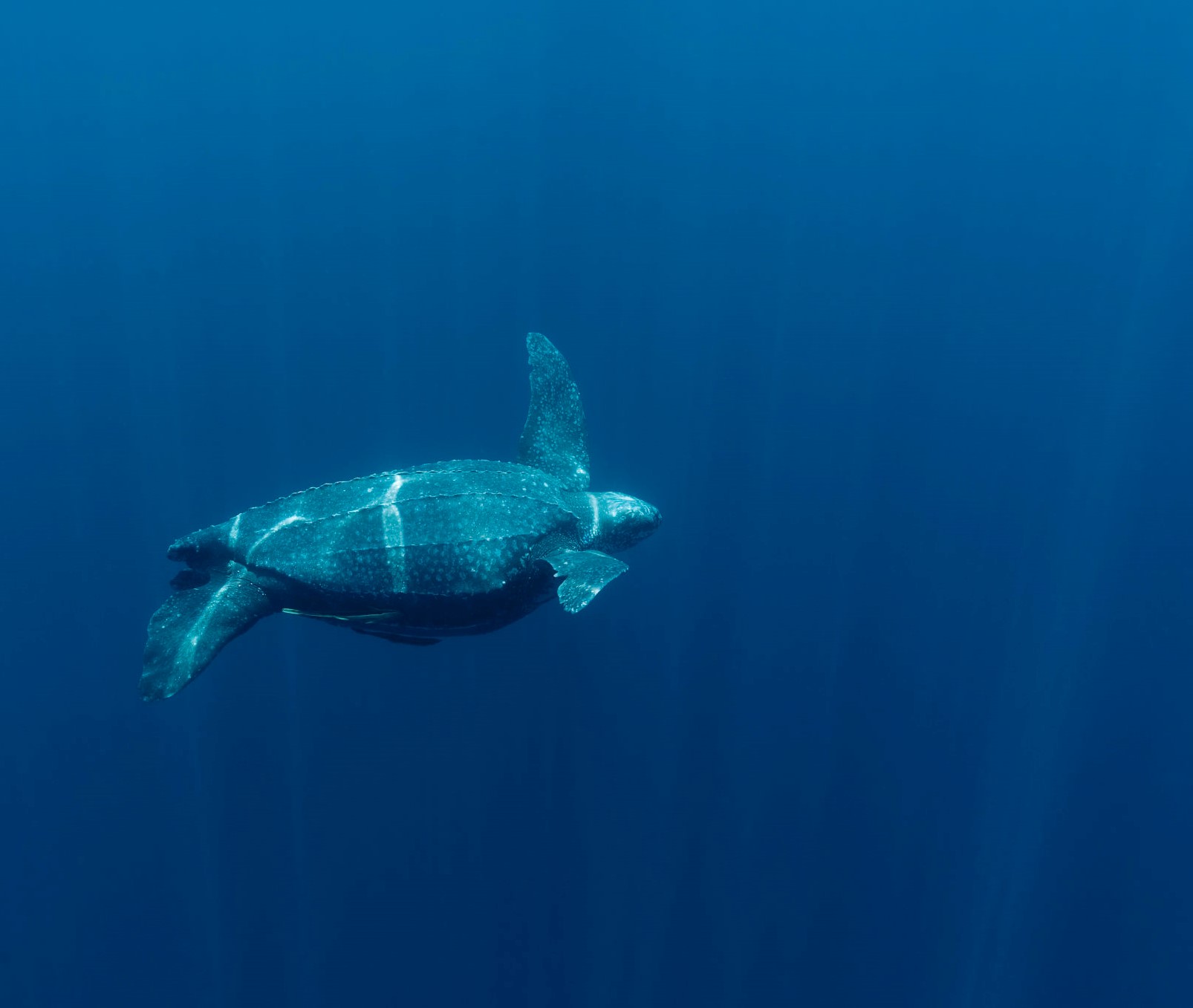 World Wildlife Fund Canada | WWF.CA