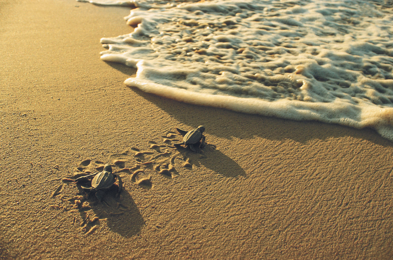 World Wildlife Fund Canada | WWF.CA