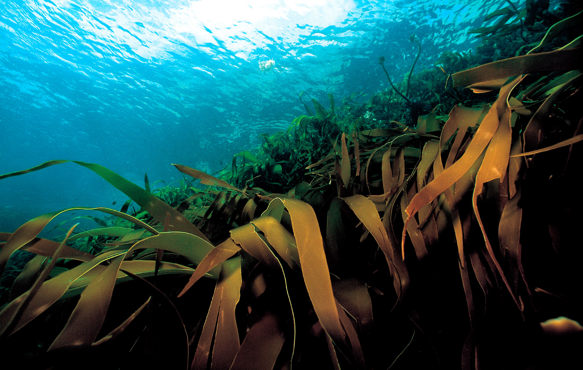 BLUE CARBON IN CANADA: A FEDERAL POLICY REVIEW - WWF.CA