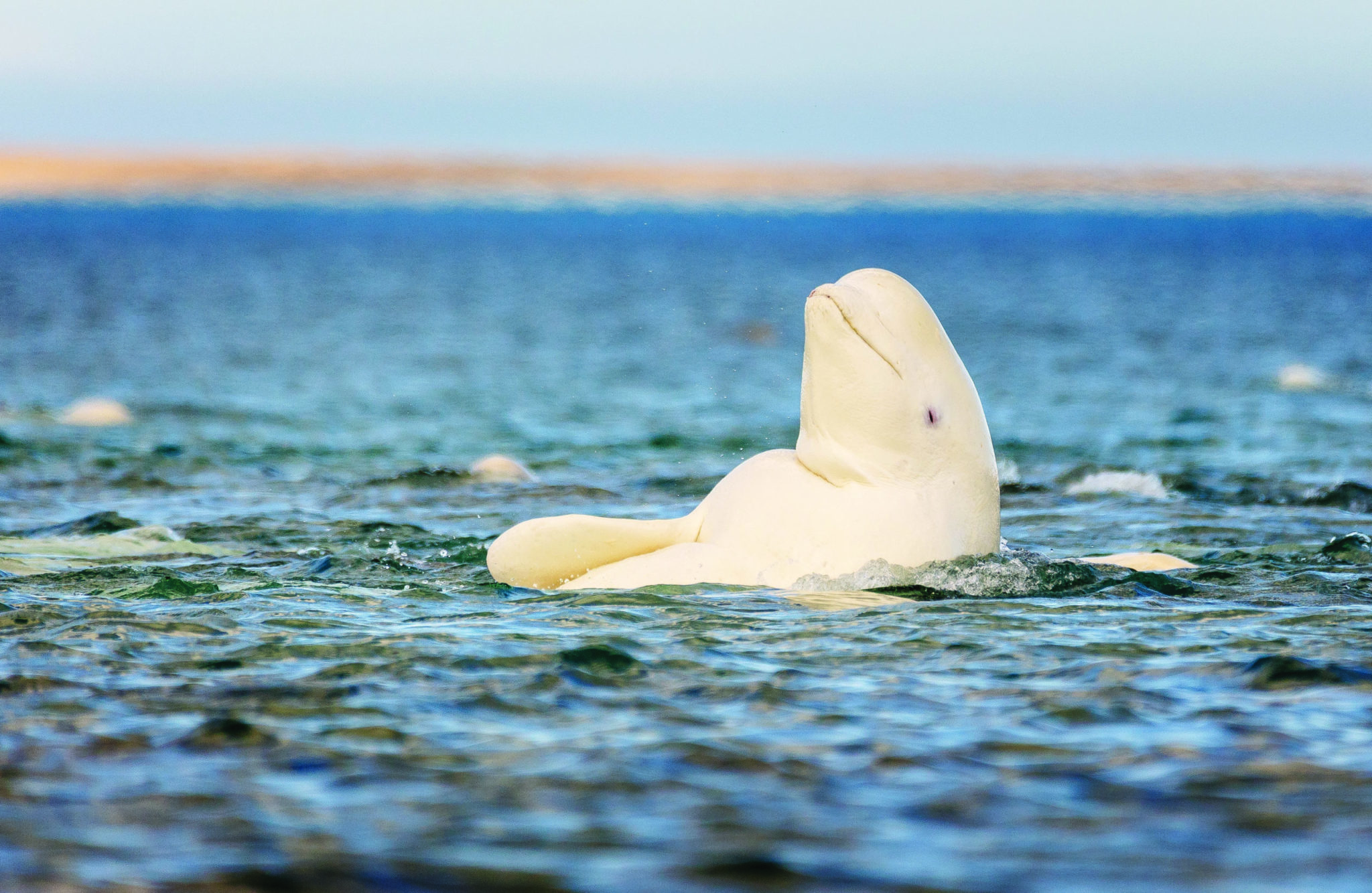 What’s next for Baffinland's Mary River Mine? - WWF.CA