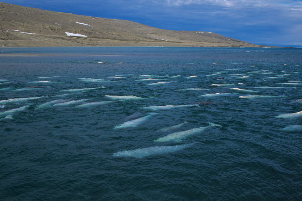 What COP15's Global Biodiversity Framework will mean here in Canada ...