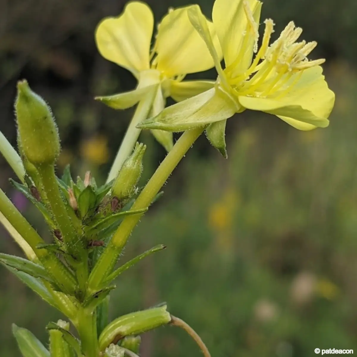 CN Tower re:grow Seed Bar Germination Instructions - WWF.CA