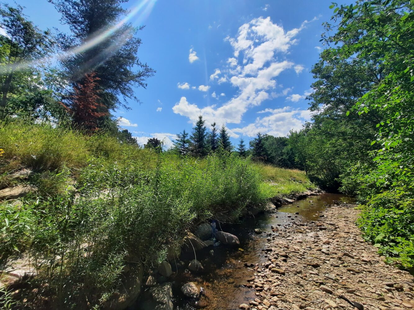 Act Locally: How to make your yard more nature-friendly with native ...