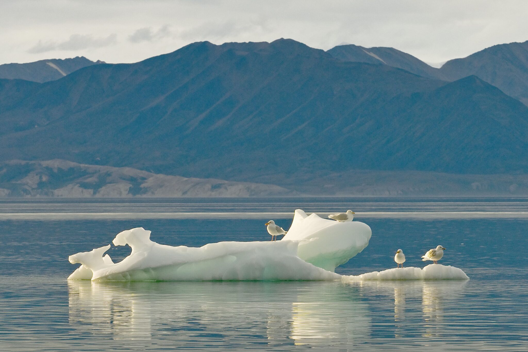 The magic of migratory birds (and the science of protecting them) - WWF.CA