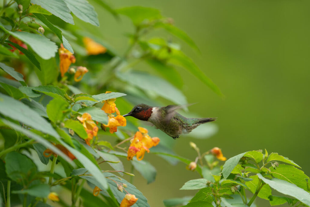 How to attract and help hummingbirds with native plants - WWF.CA
