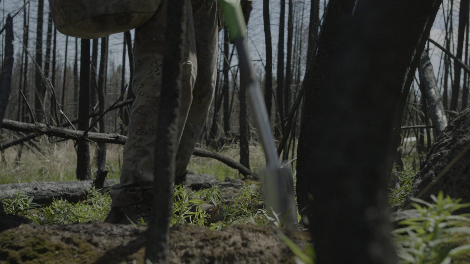 Here's why Indigenous-led wildfire restoration works - WWF.CA